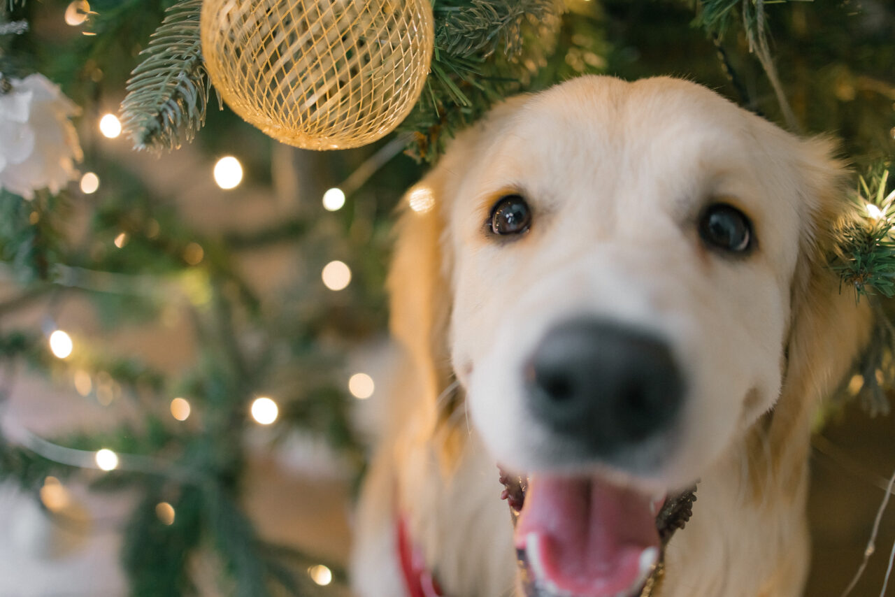 Why Free Delivery and Surprise Goodies Make Shopping for Pets Twice as ...