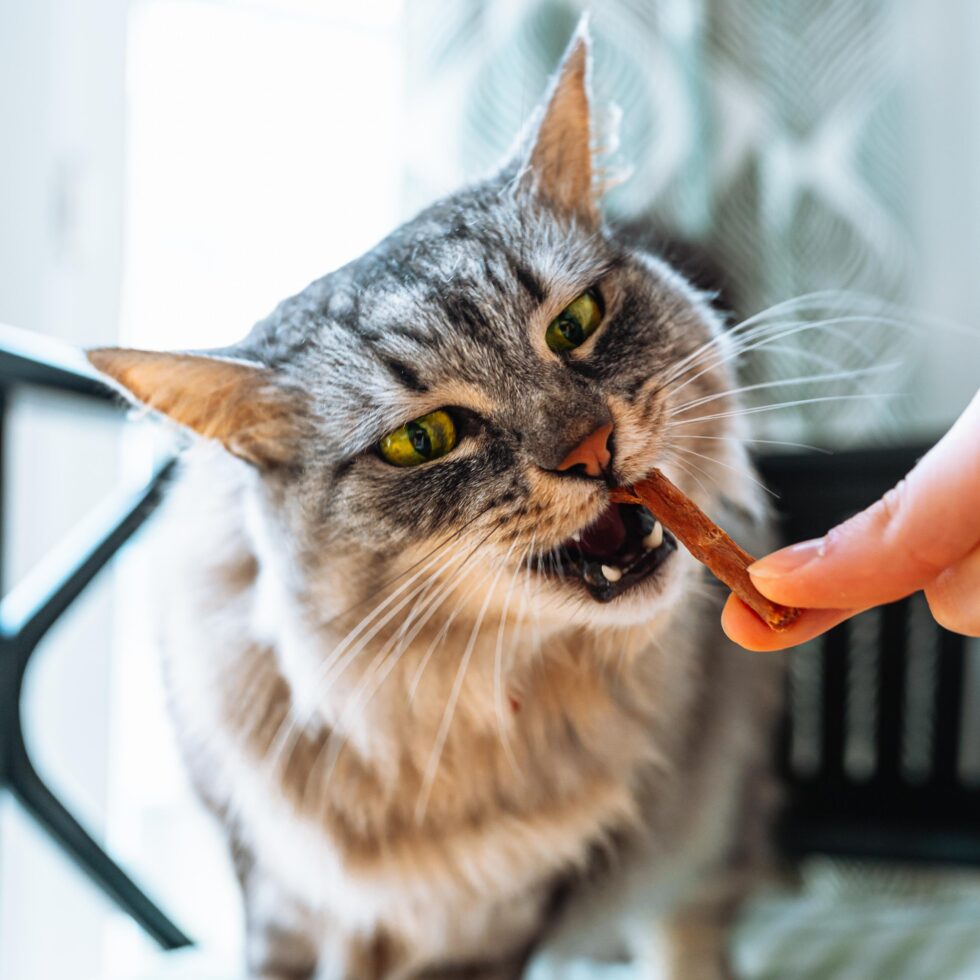 The 2026 Guide to Natural Canadian Treats for Dogs and Cats ...